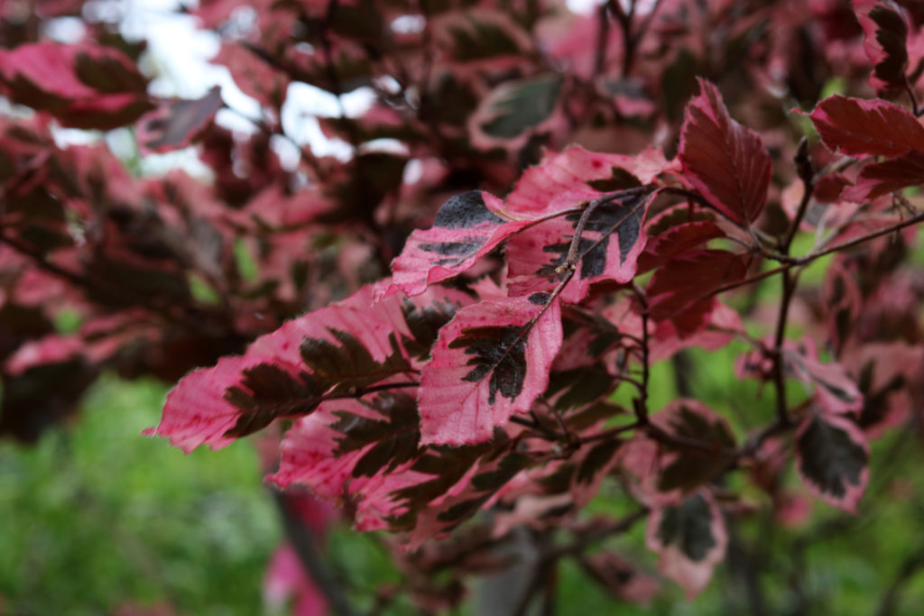 Tricolor Beech (Fagus sylvatica ‘Tricolor’) | Piala's Nursery & Garden Shop