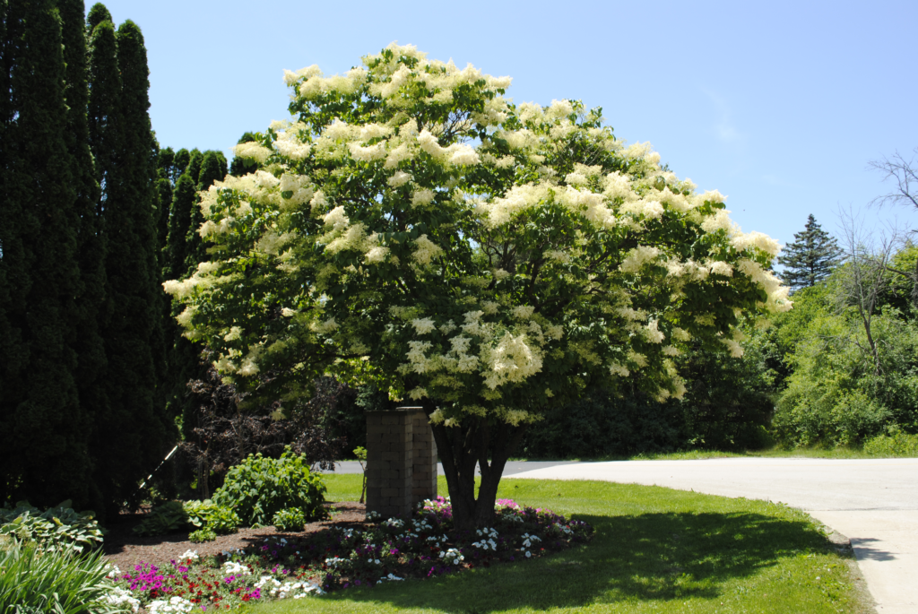 Ivory Silk Japanese Lilac (Syringa reticulata ‘Ivory Silk’) | Piala's ...