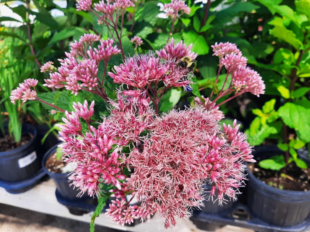 Little Joe Joe-Pye Weed (Eupatorium maculatum ‘Little Joe’) | Piala's ...