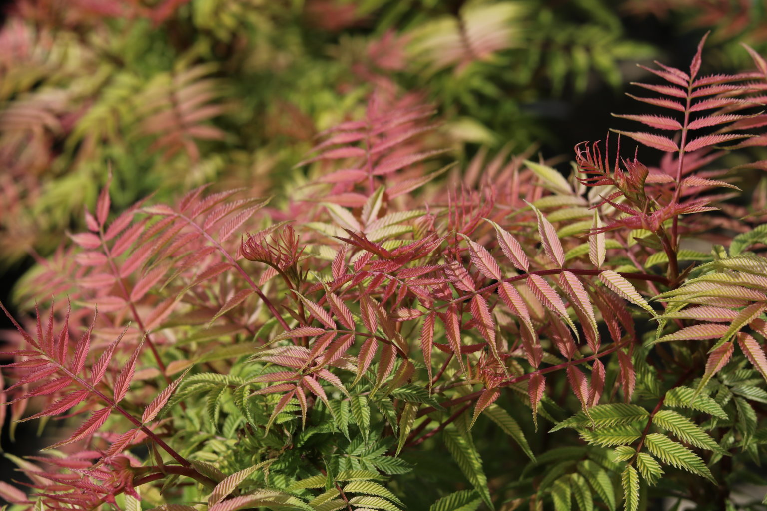 Sem False Spirea (Sorbaria sorbifolia ‘Sem’) | Piala's Nursery & Garden ...