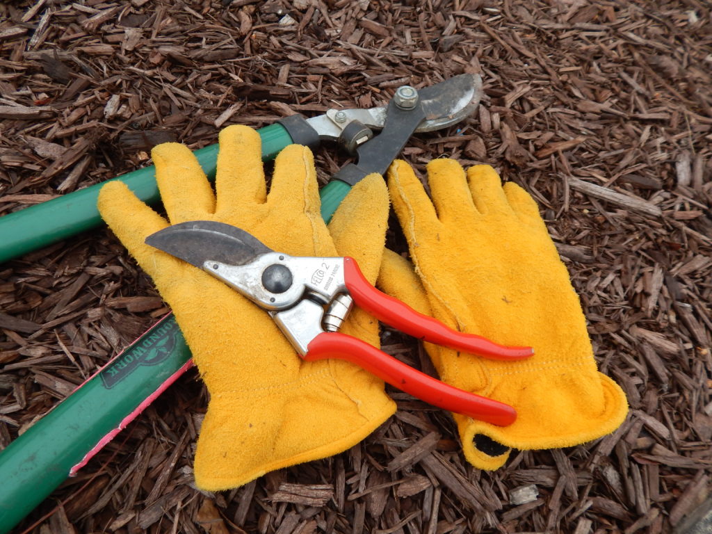 Dormant Pruning | Piala's Nursery & Garden Shop